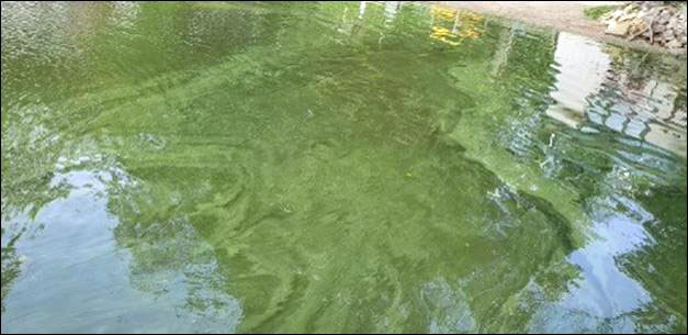 Cyanobacteria blooms discovered on more New Hampshire ponds and lakes ...